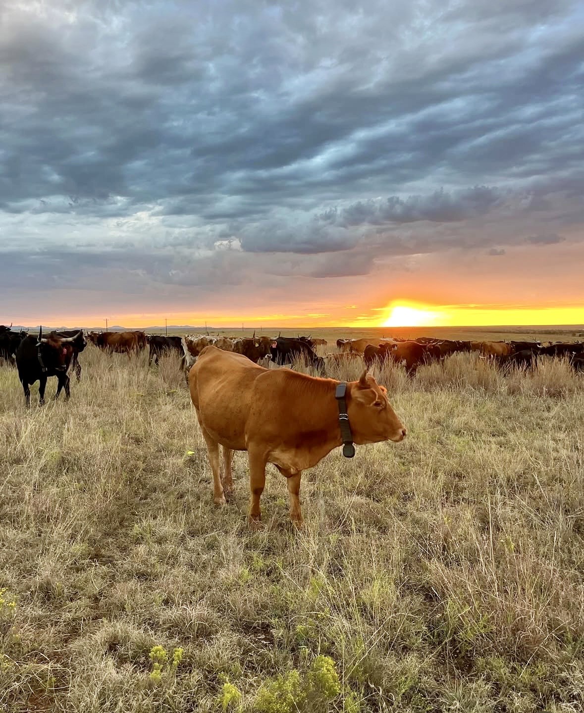 Frontier Ranch Management - Quivira Coalition